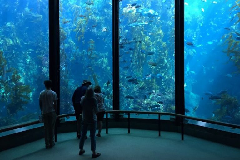 48 Best Aquariums in the World