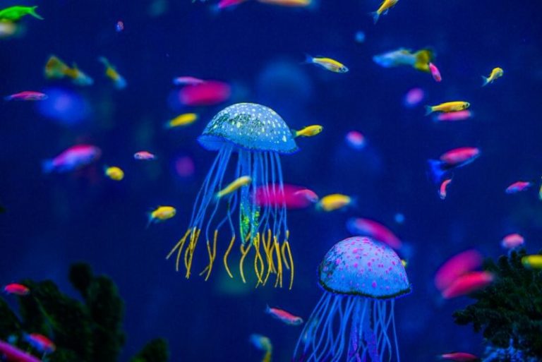 48 Best Aquariums in the World