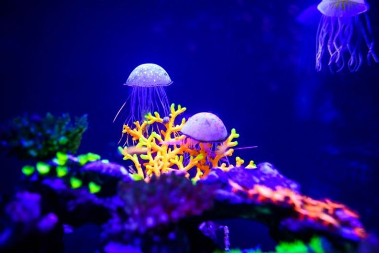 48 Best Aquariums in the World
