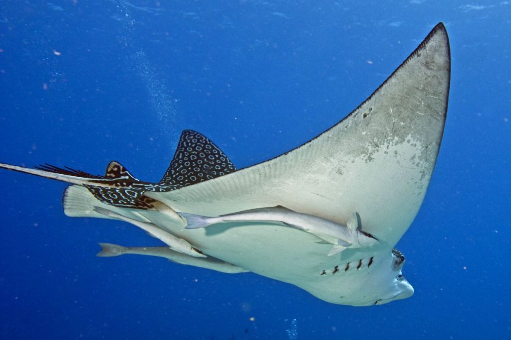 35 Best Snorkeling Spots in Cancun (with Map)